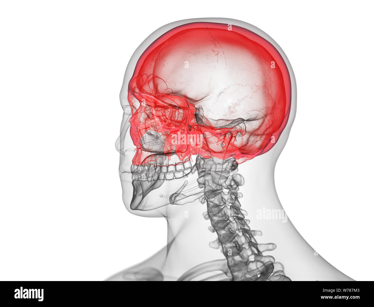 3d rendered medically accurate illustration of the cranium Stock Photo ...