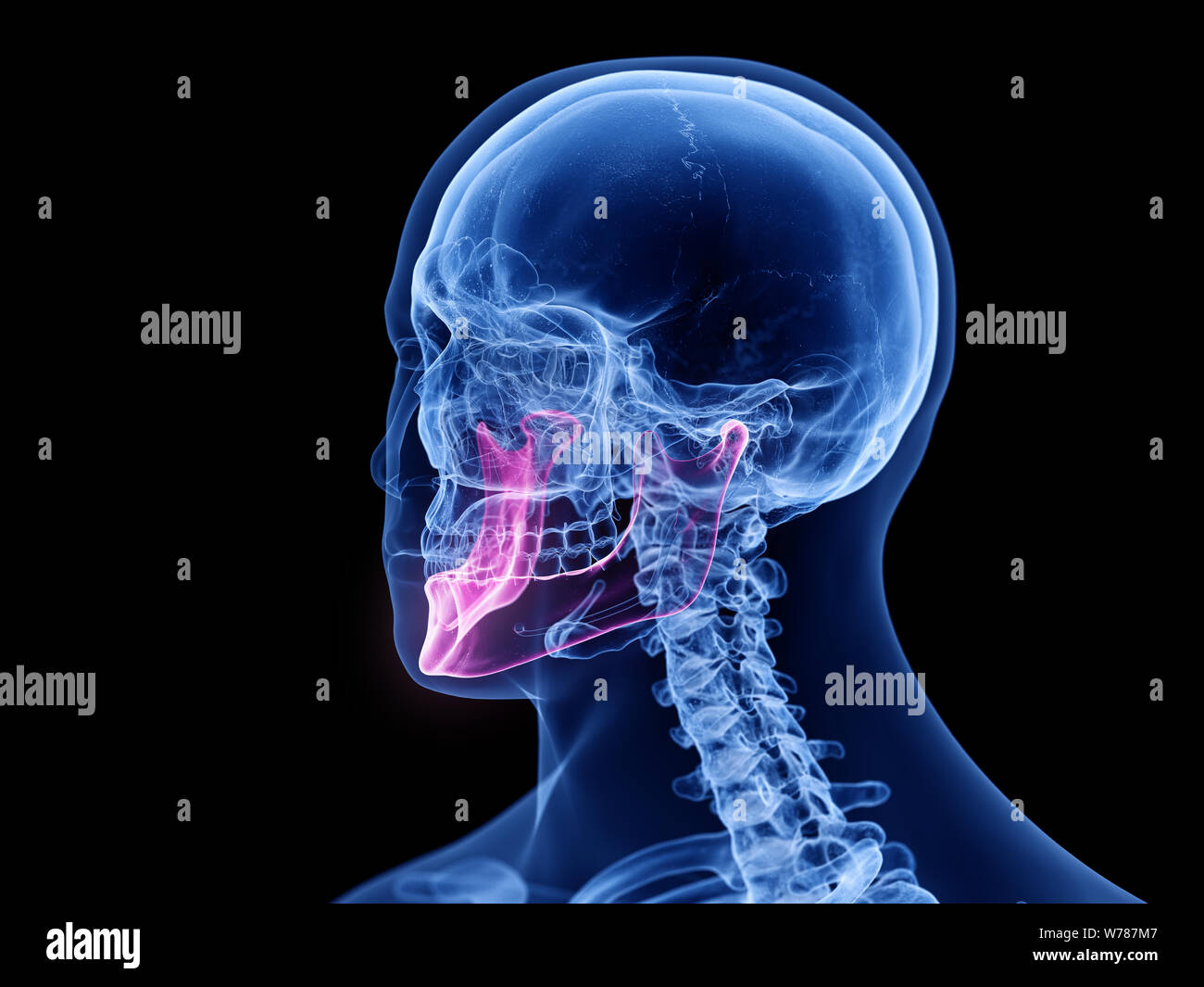 3d rendered medically accurate illustration of the jaw bone Stock Photo ...