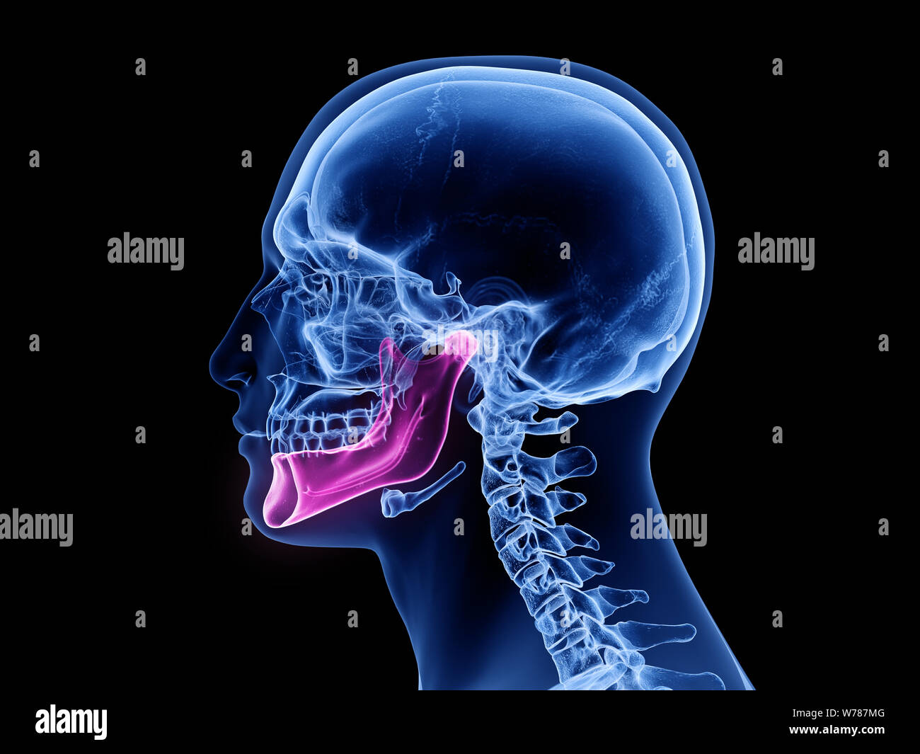 3d rendered medically accurate illustration of the jaw bone Stock Photo ...