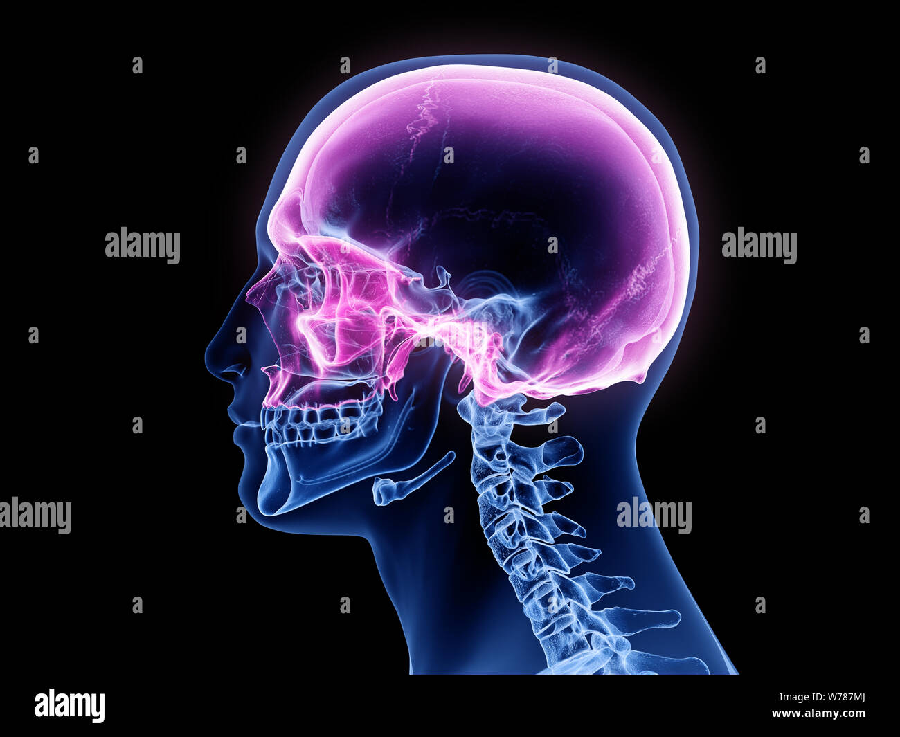 3d rendered medically accurate illustration of the cranium Stock Photo ...