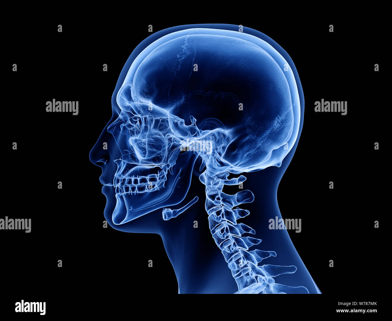 3d rendered medically accurate illustration of the human skull Stock ...