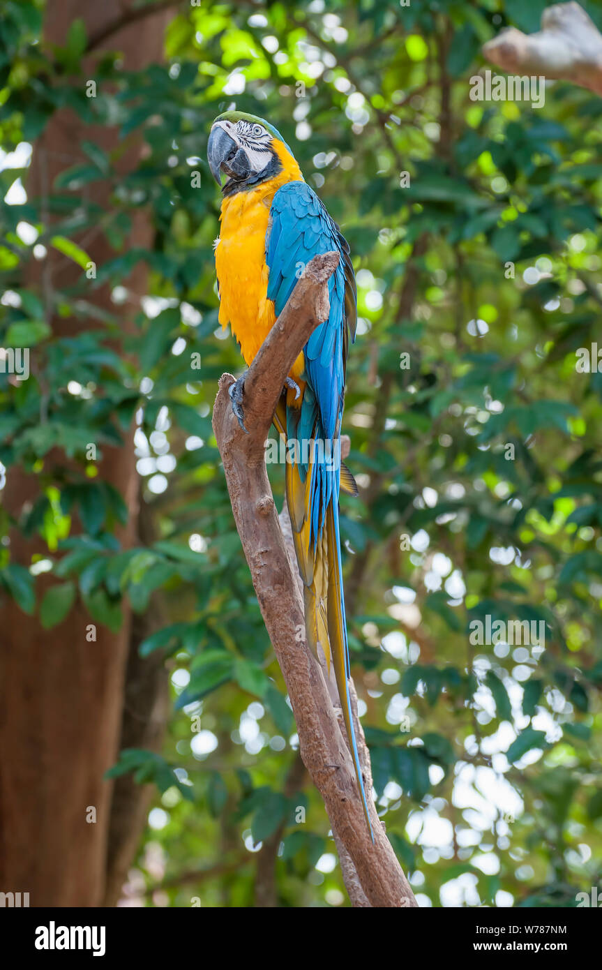 Parrot bird sitting on the perch Stock Photo - Alamy