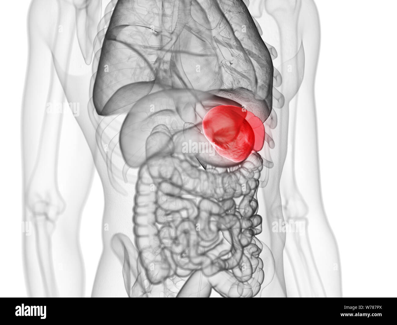 3d rendered medically accurate illustration of the spleen Stock Photo ...