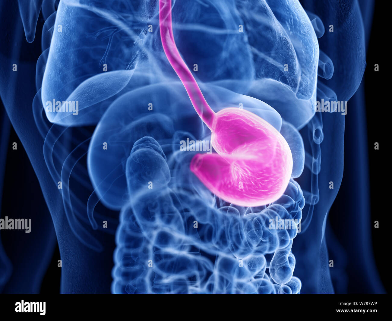 3d rendered medically accurate illustration of the stomach Stock Photo ...