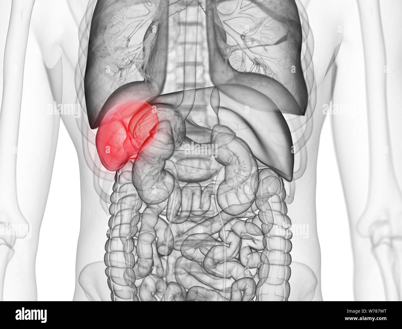 3d rendered medically accurate illustration of the spleen Stock Photo ...
