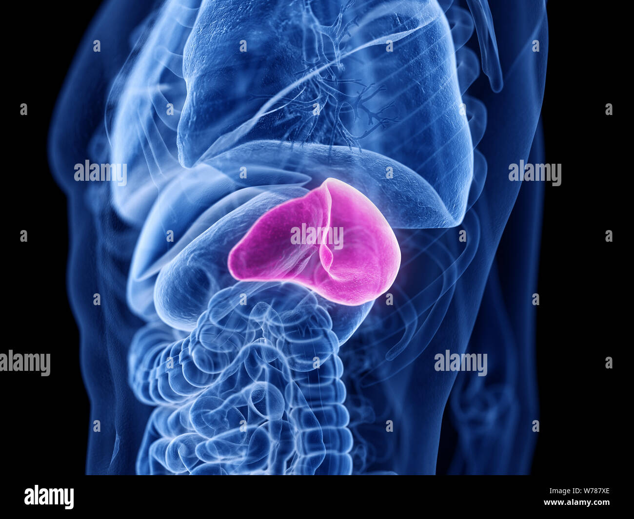 3d rendered medically accurate illustration of the spleen Stock Photo ...