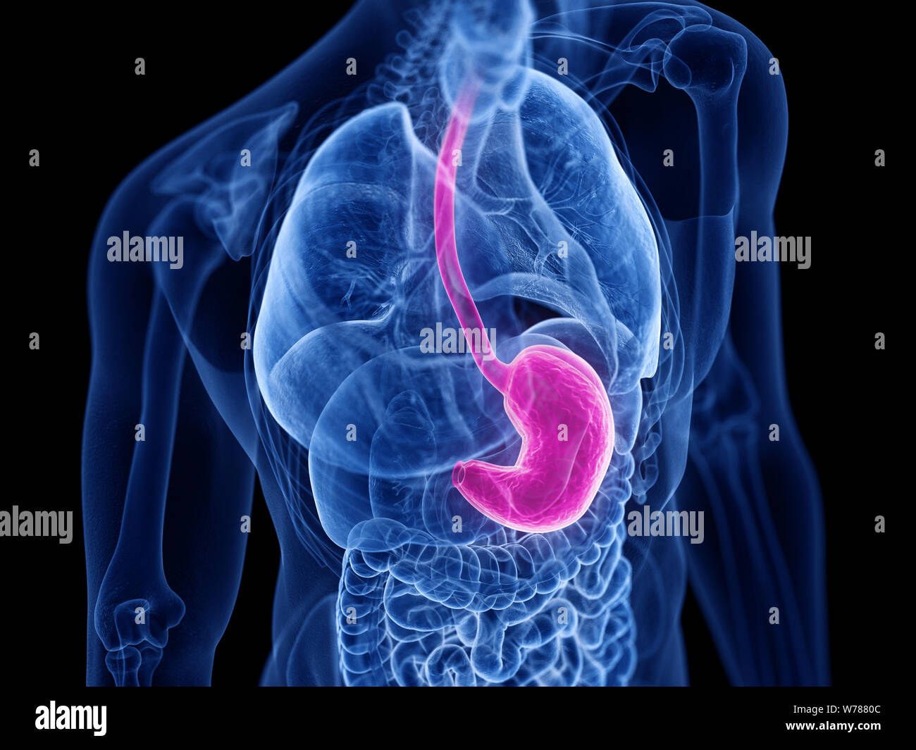 3d rendered medically accurate illustration of the stomach Stock Photo ...
