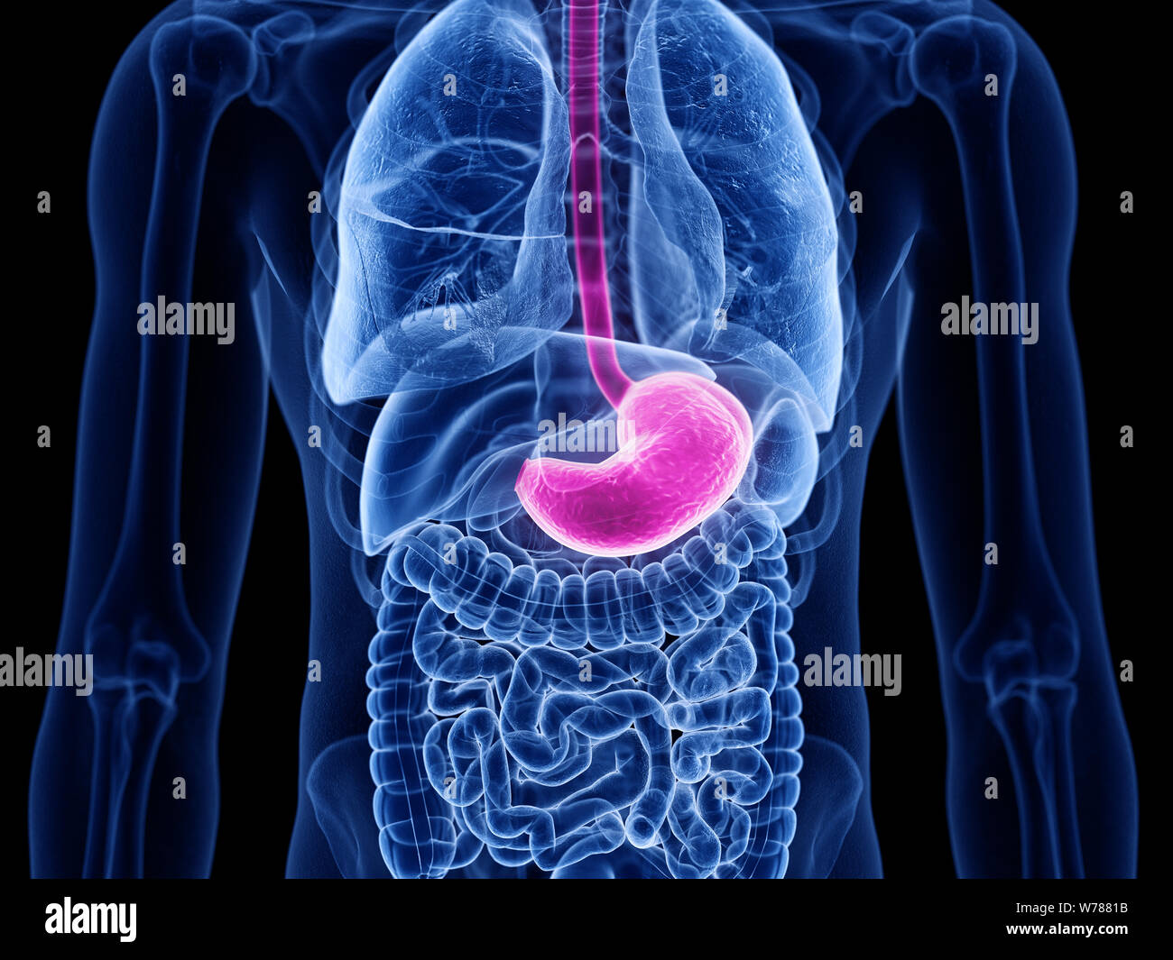 3d rendered medically accurate illustration of the stomach Stock Photo ...