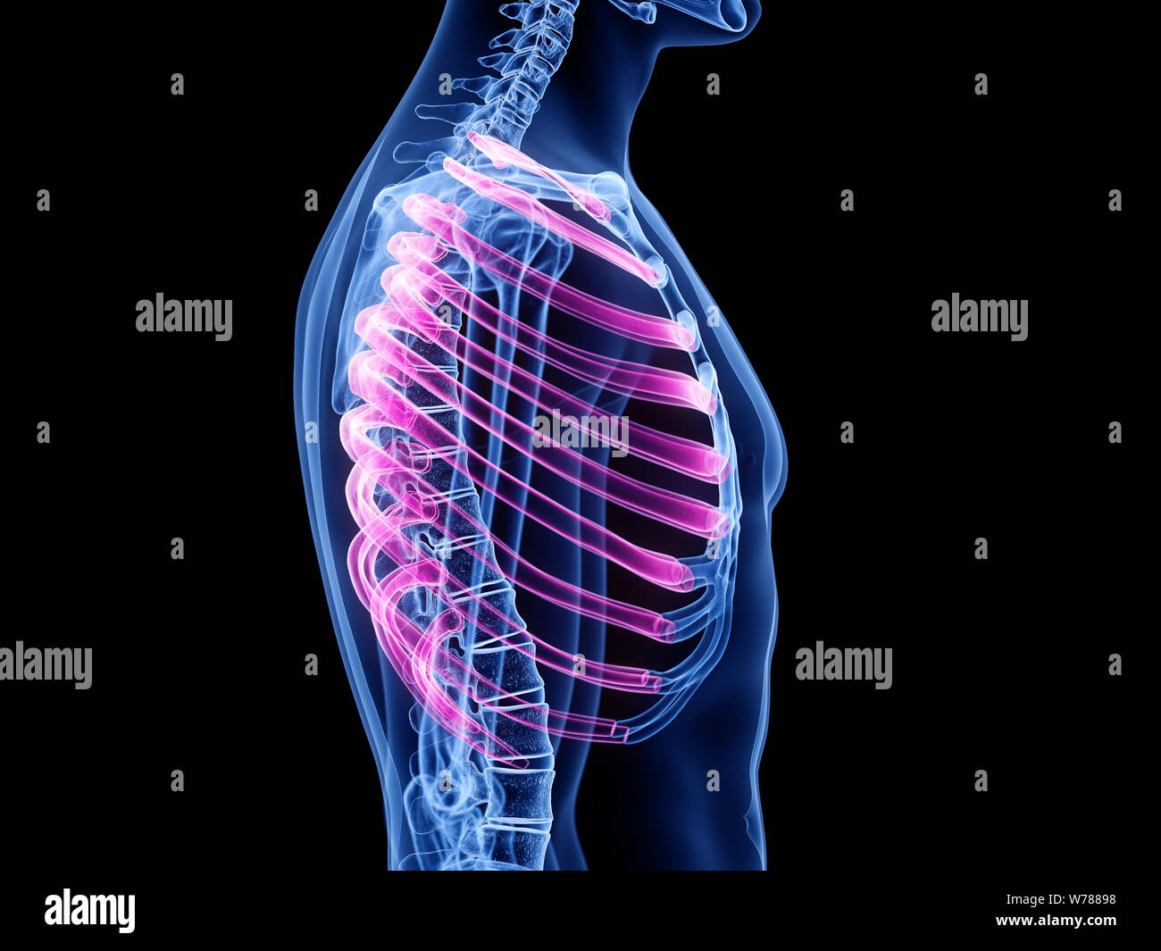 3d rendered medically accurate illustration of the ribs Stock Photo - Alamy