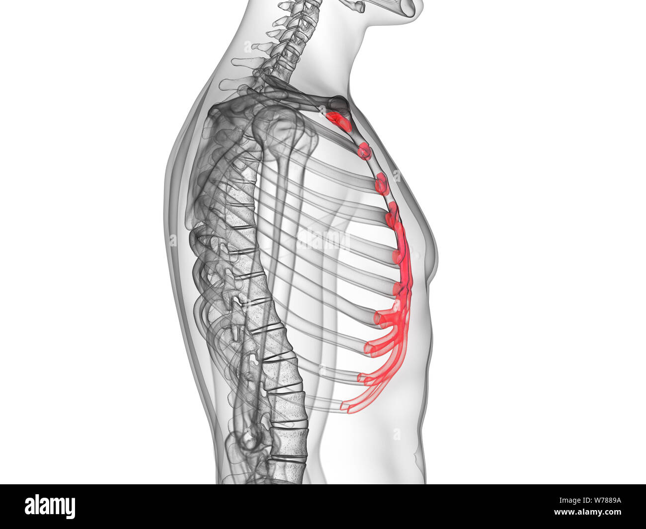 3d rendered medically accurate illustration of the costal cartilage ...