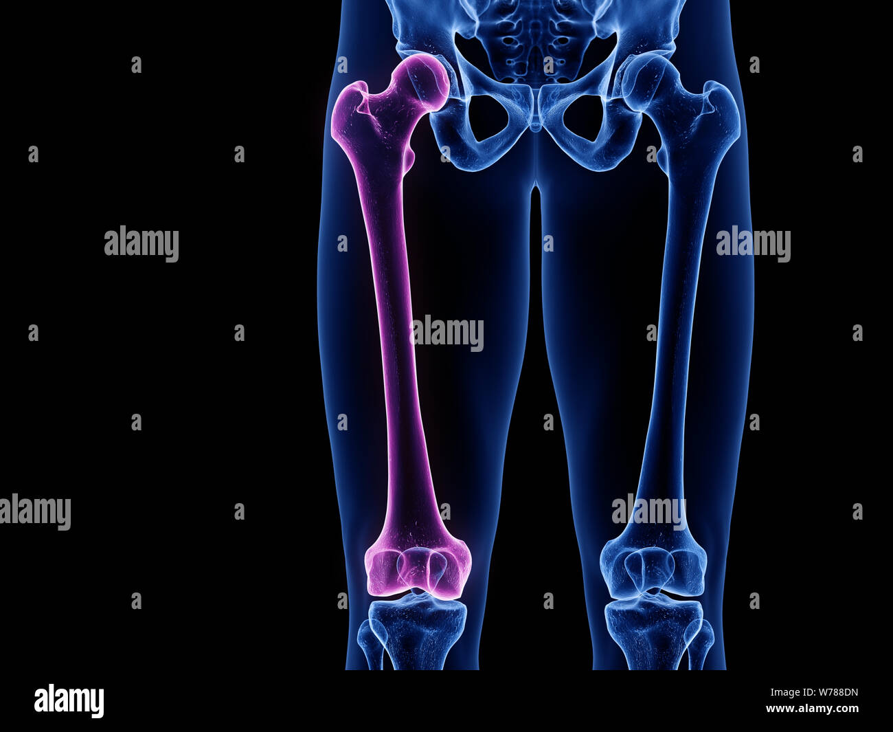 Femur hi-res stock photography and images - Alamy