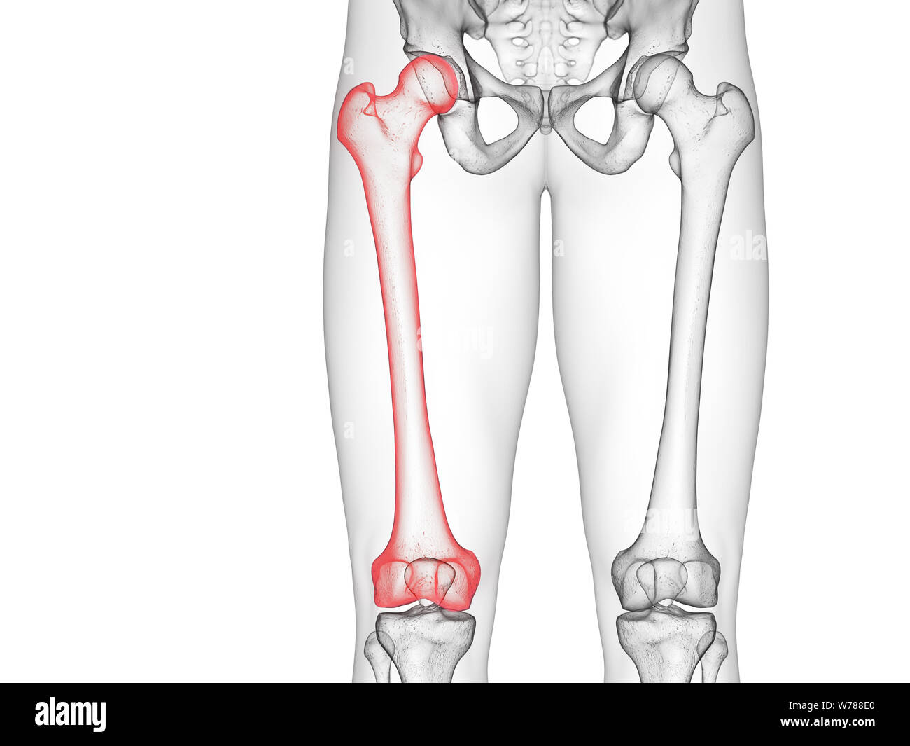 3d rendered medically accurate illustration of the femur Stock Photo ...