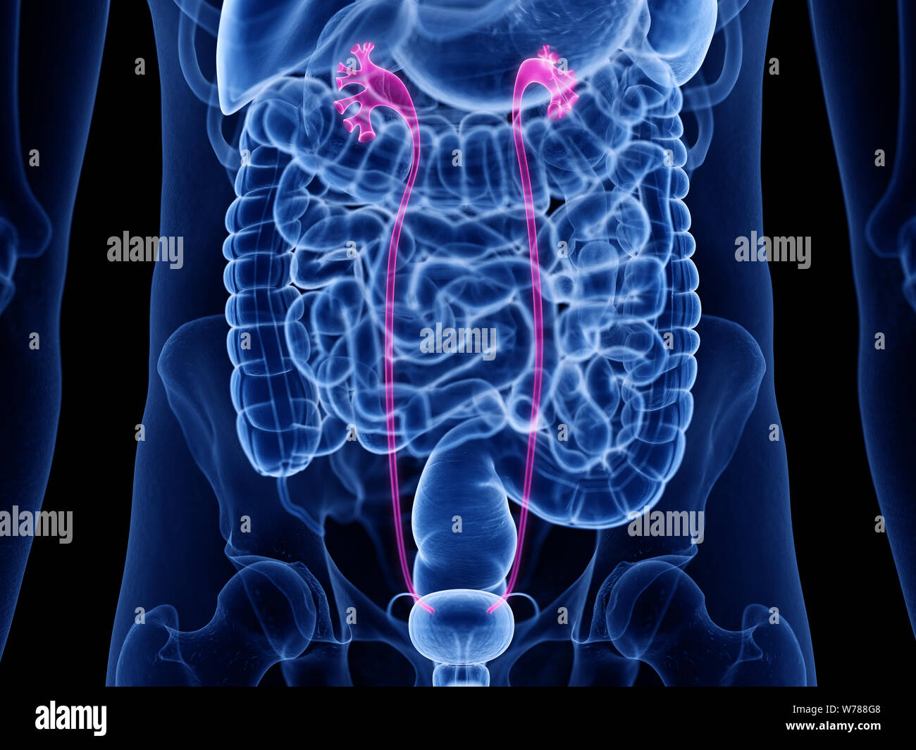 3d rendered medically accurate illustration of the ureters Stock Photo ...