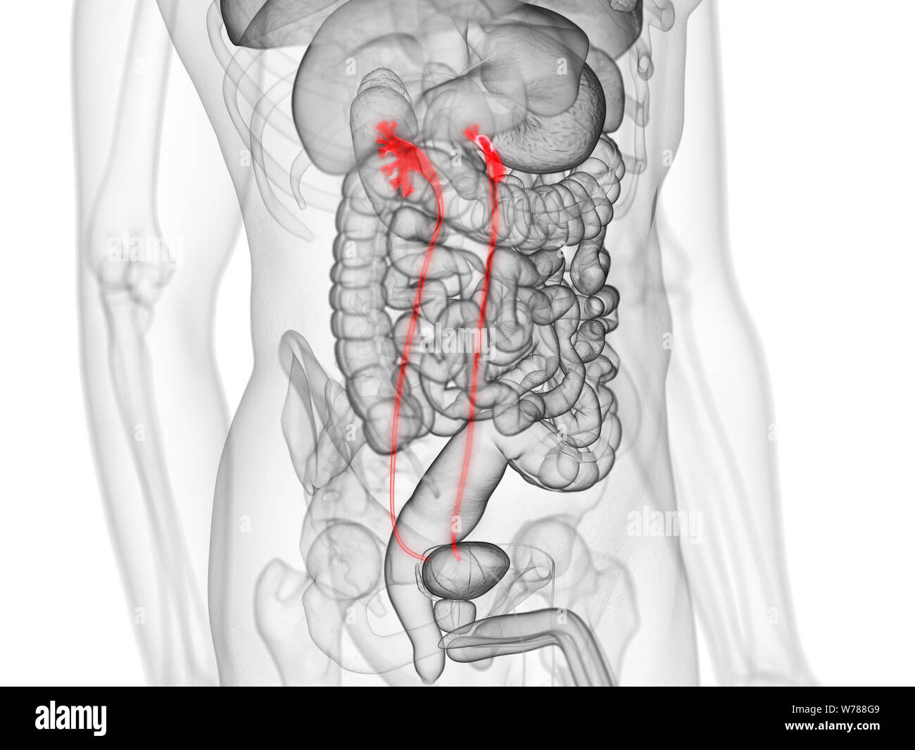 3d rendered medically accurate illustration of the ureters Stock Photo ...
