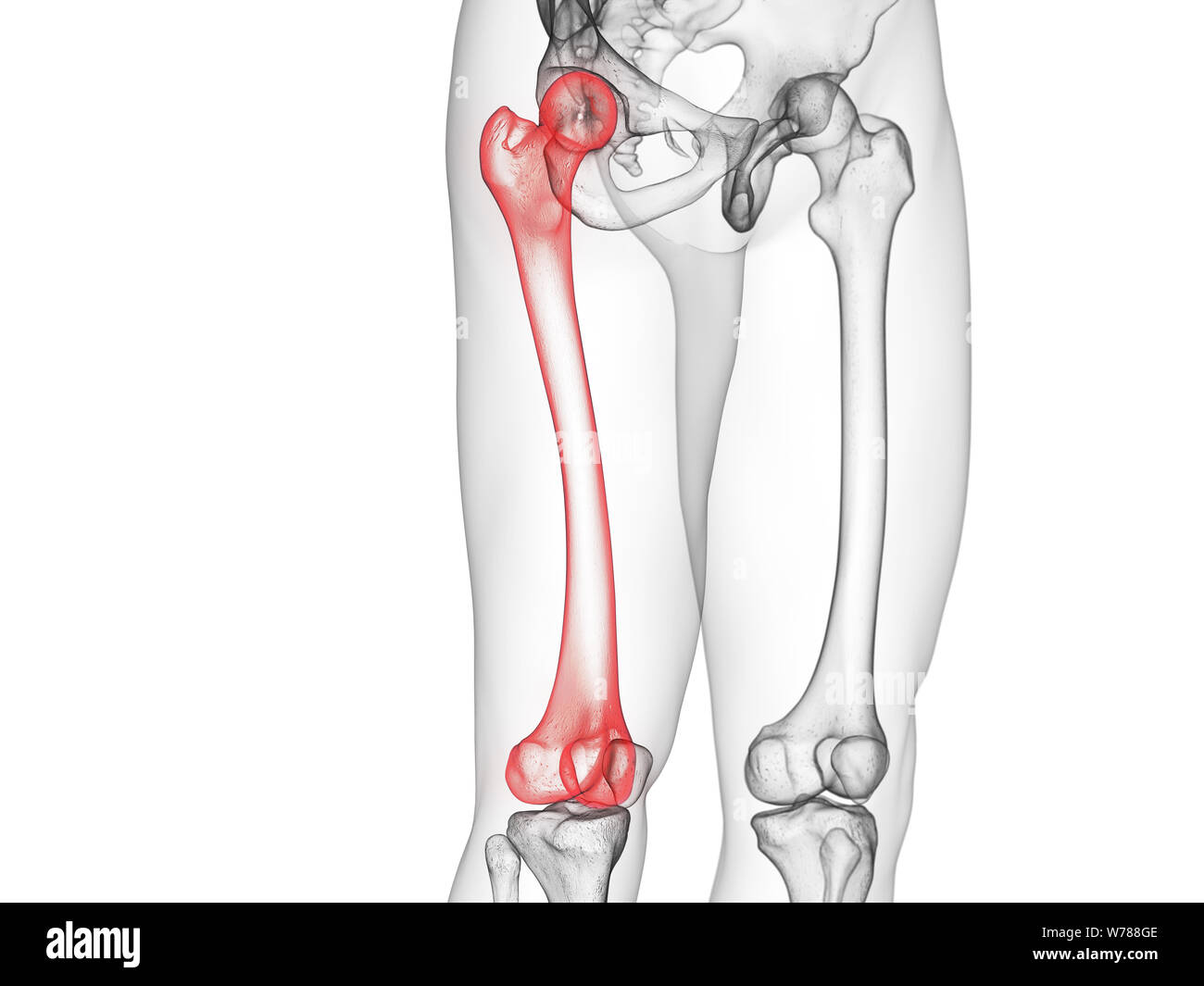 3d rendered medically accurate illustration of the femur Stock Photo ...