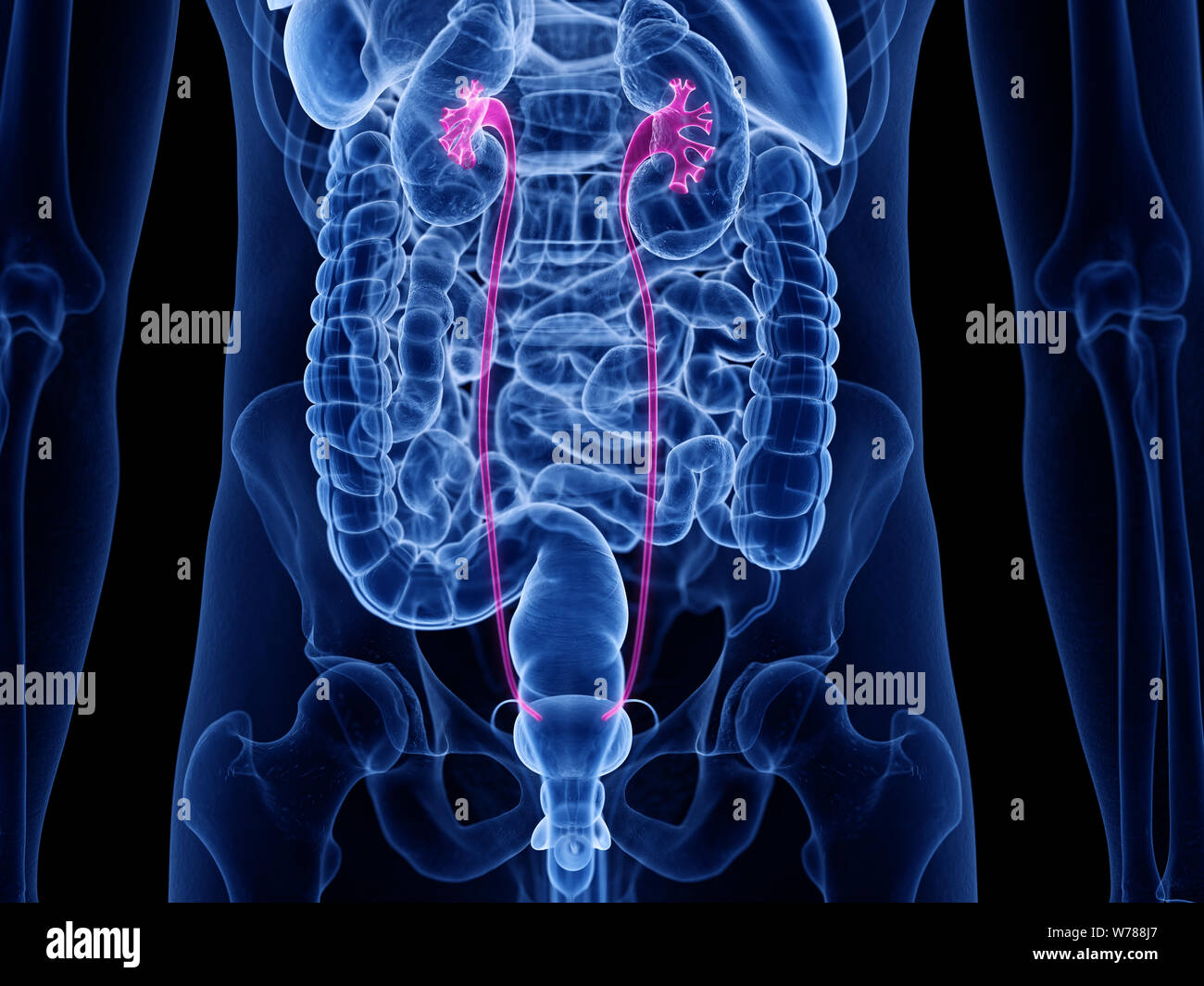 3d rendered medically accurate illustration of the ureters Stock Photo ...