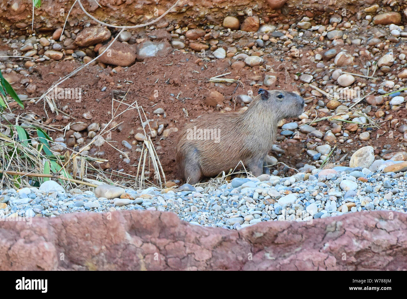Capybara, the world's largest rodent, Tambopata Reserve, Peruvian ...