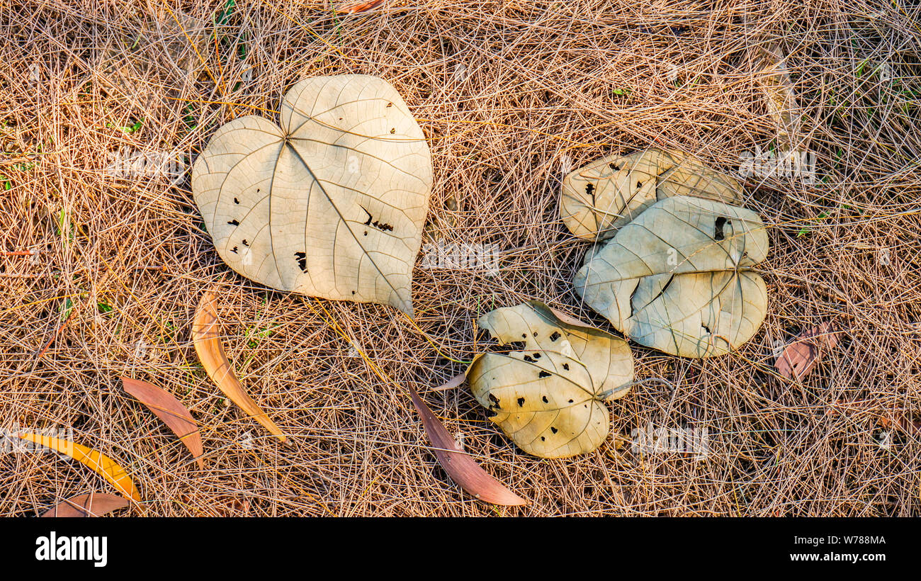 Autumn dead leaves on the ground, ideal for backgrounds and textures ...