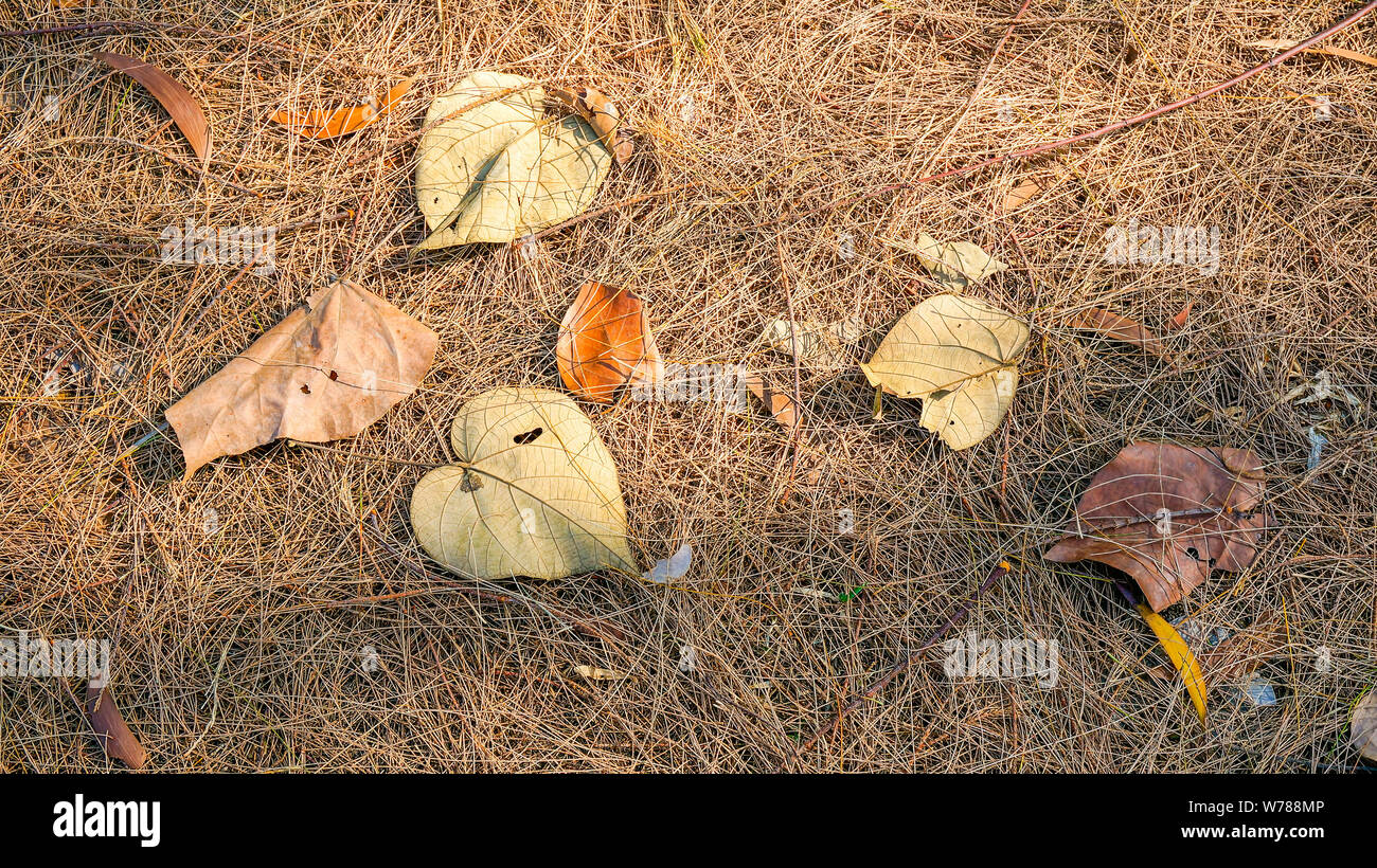 Autumn dead leaves on the ground, ideal for backgrounds and textures ...