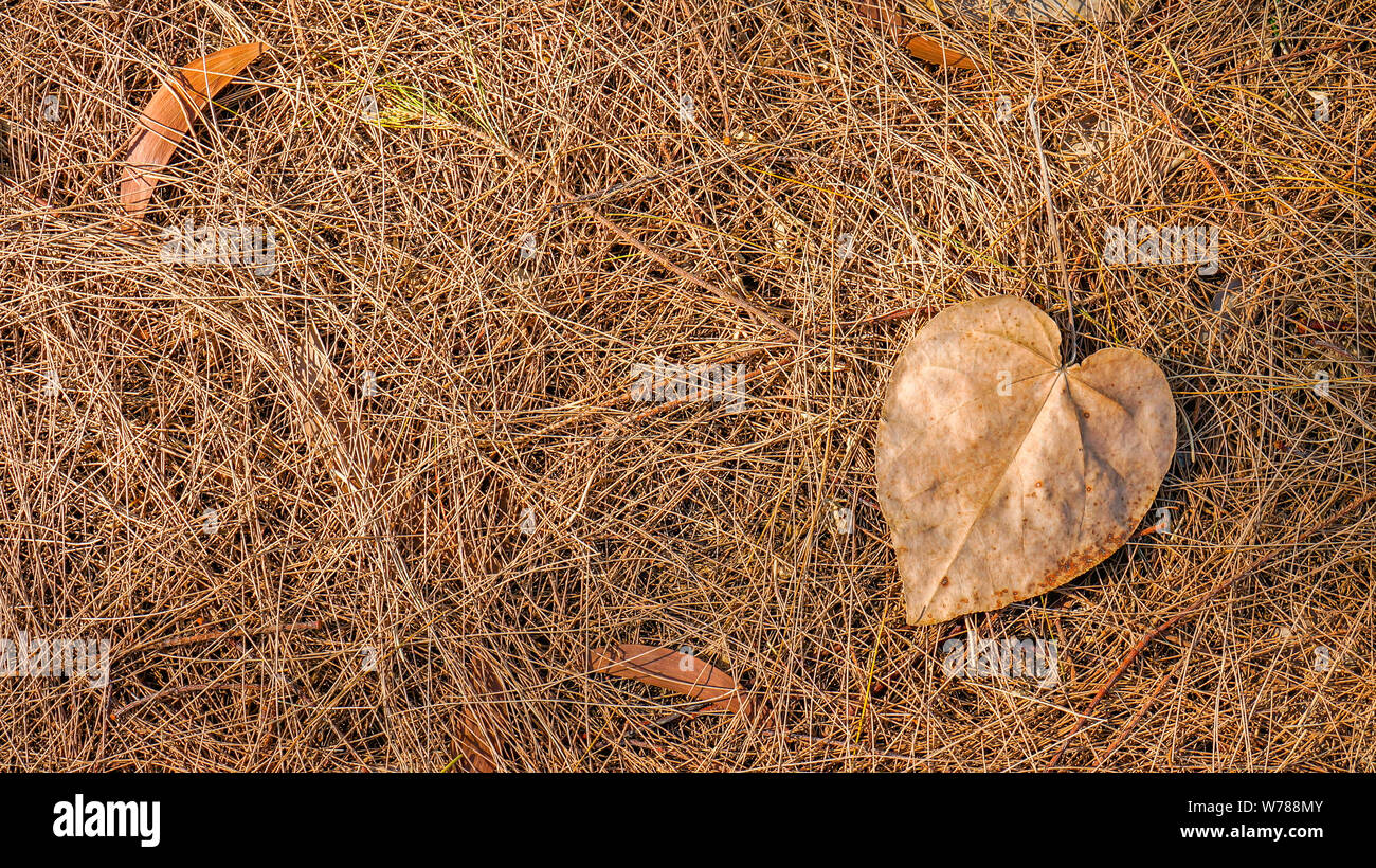 Autumn dead leaves on the ground, ideal for backgrounds and textures ...