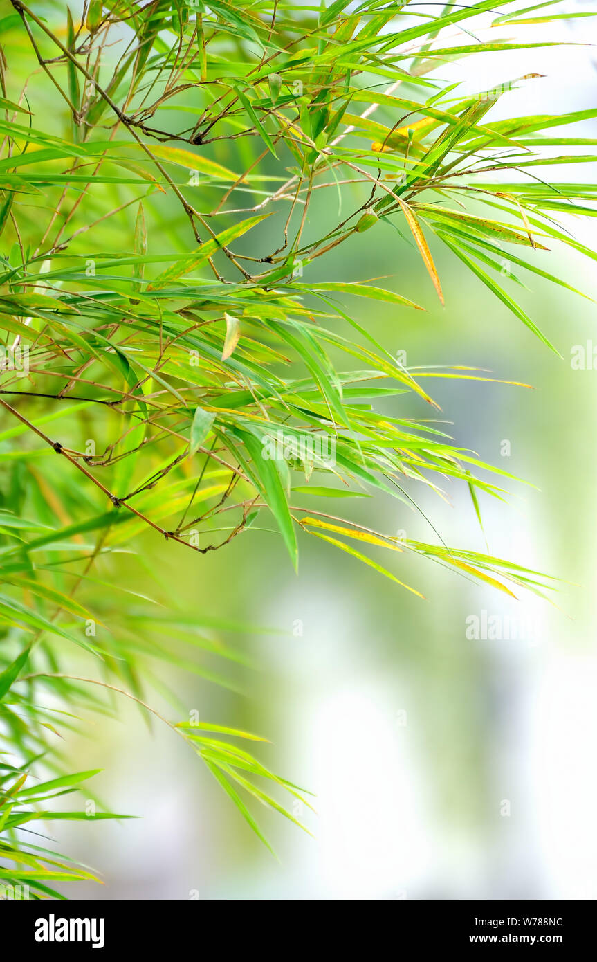 Abstract spring green background hi-res stock photography and images ...