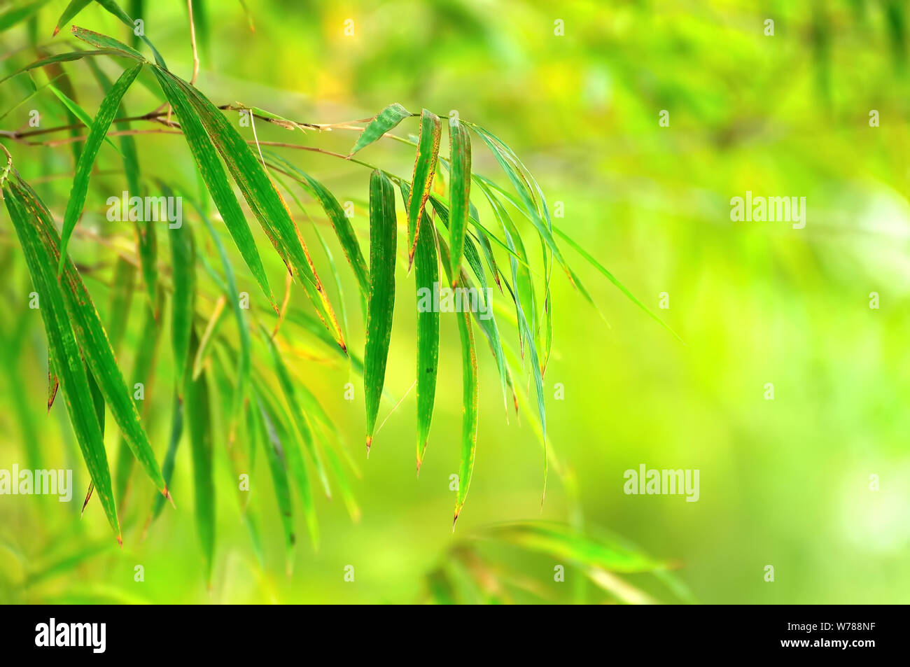 Abstract spring green background with bamboo leaves Stock Photo - Alamy
