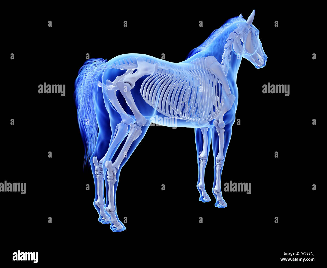 3d rendered medically accurate illustration of the equine skeletal ...