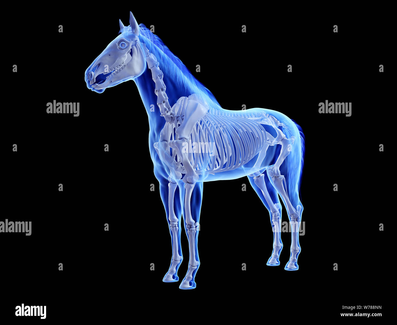 Equine diagram hi-res stock photography and images - Alamy