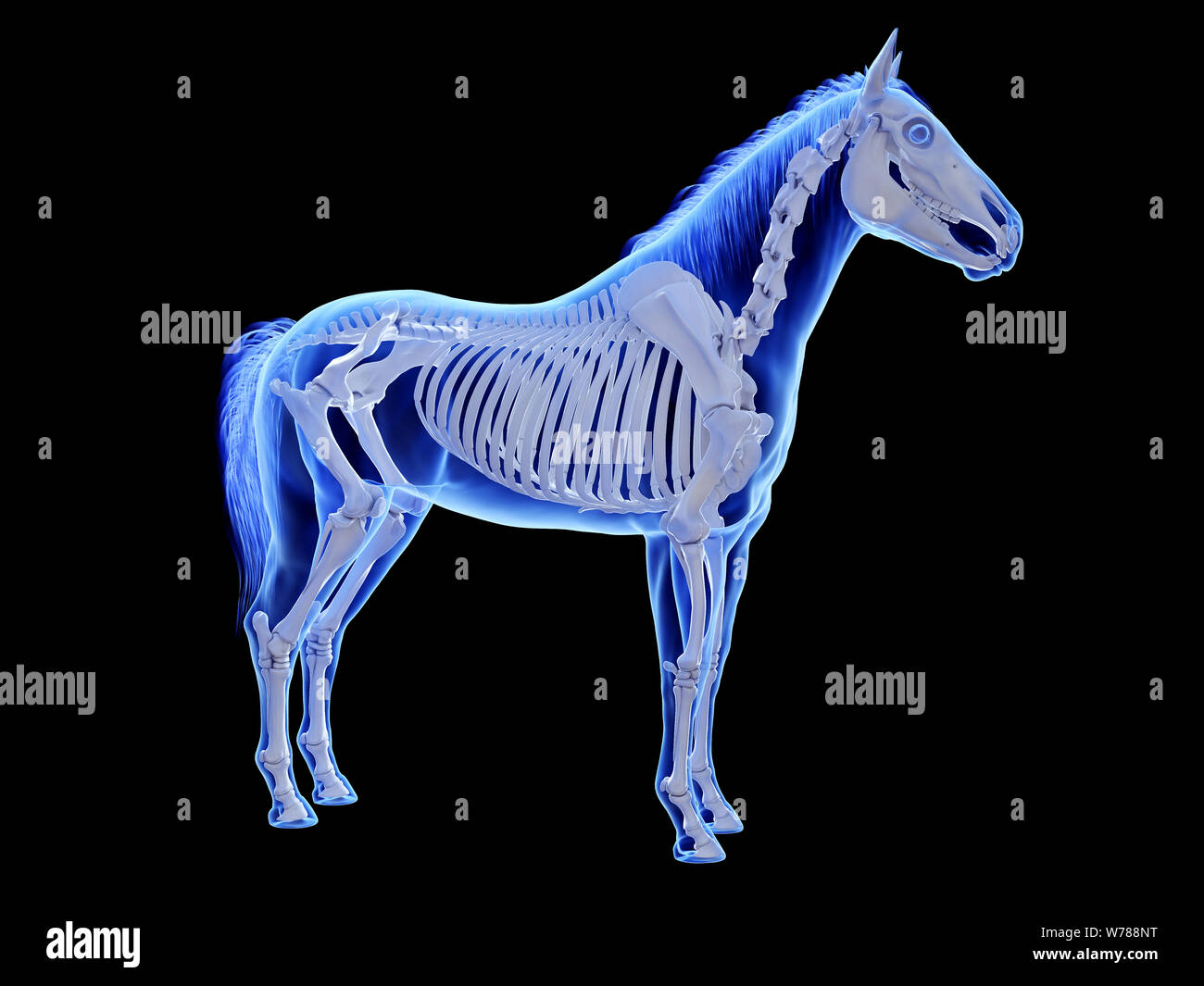 3d rendered medically accurate illustration of the equine skeletal ...