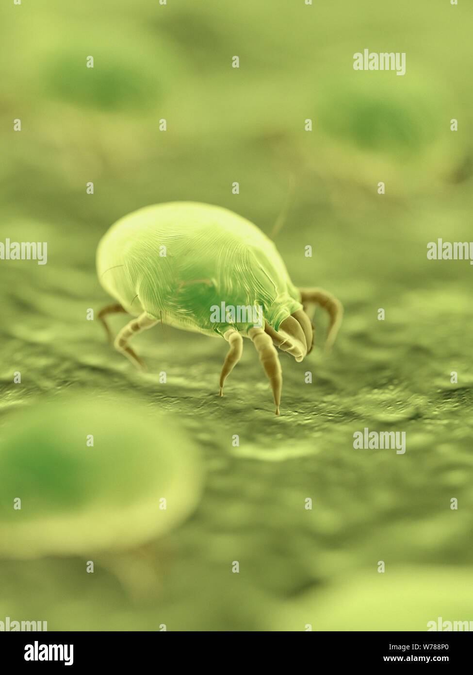 House dust mites hi-res stock photography and images - Alamy