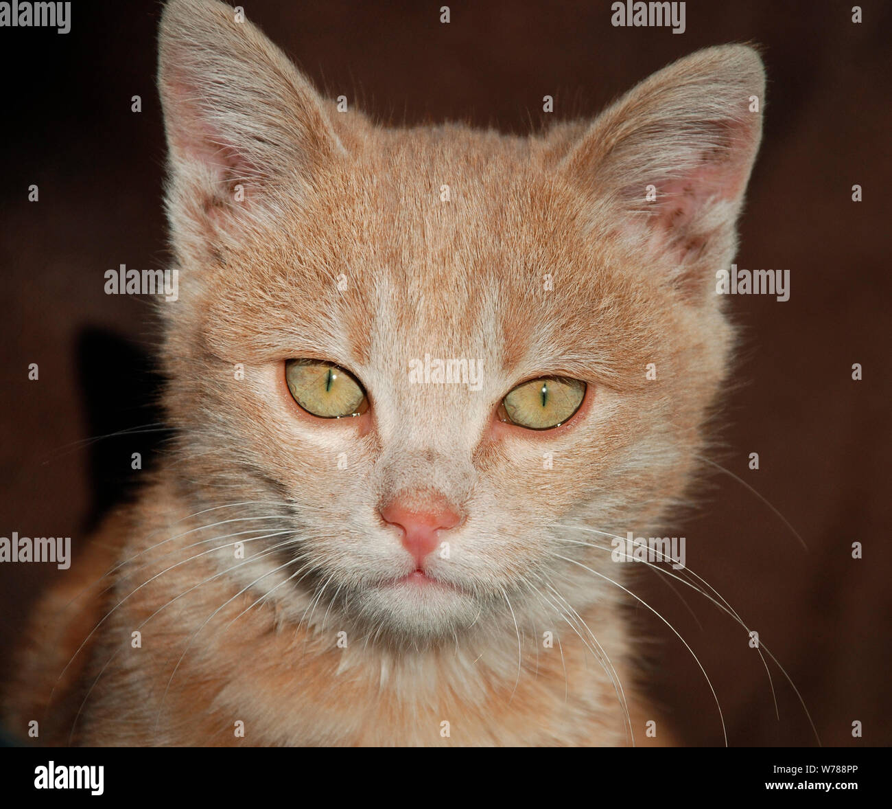 Male ginger tabby cat hi-res stock photography and images - Alamy
