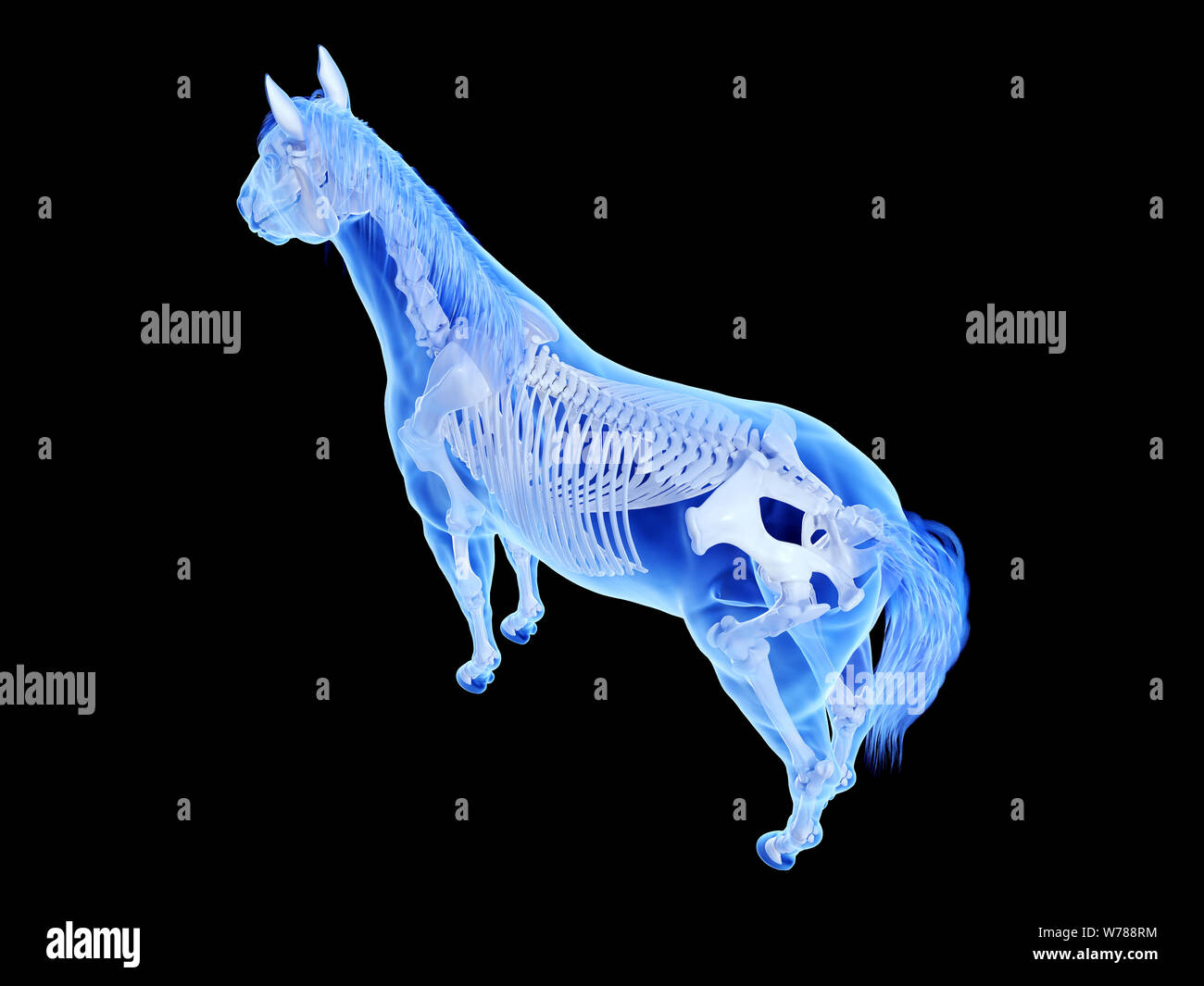 3d rendered medically accurate illustration of the equine skeletal ...
