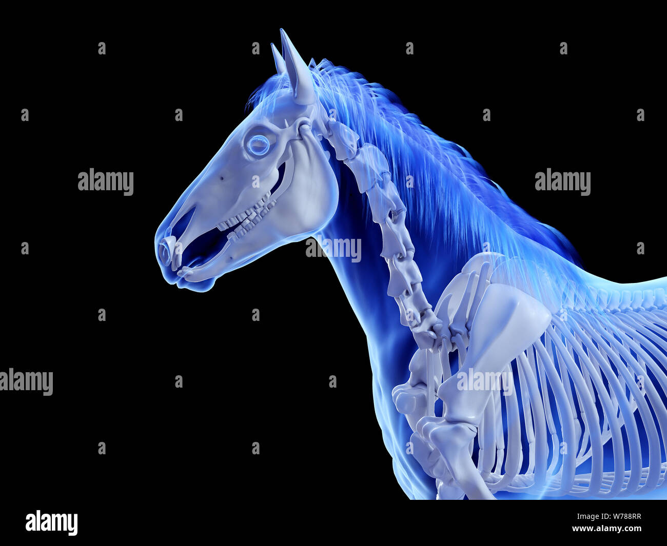 3d rendered medically accurate illustration of the equine skeletal ...