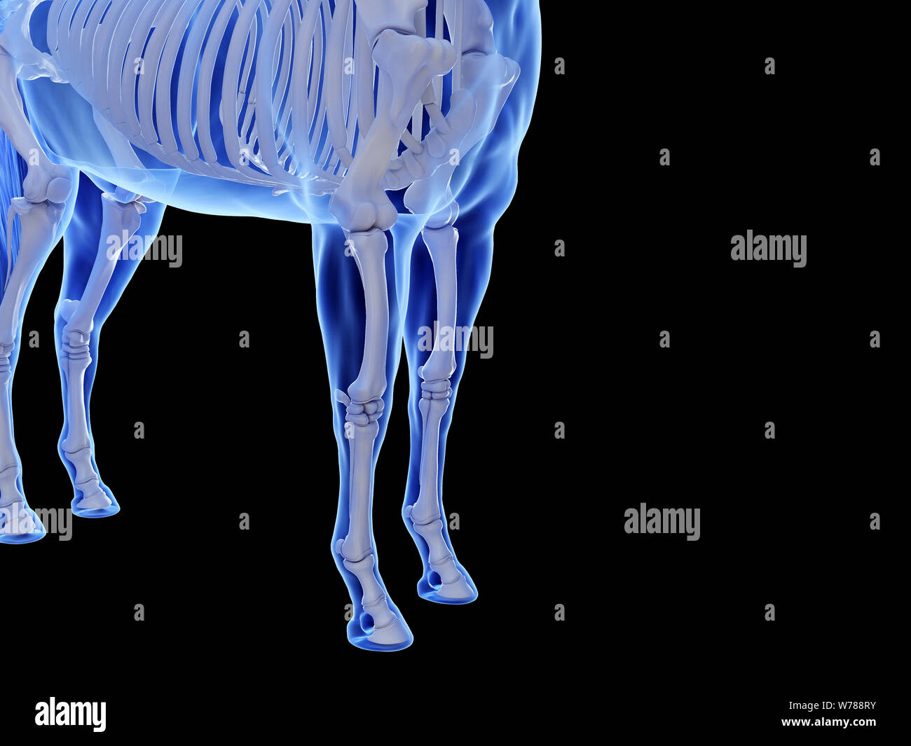 3d rendered medically accurate illustration of the equine skeletal ...
