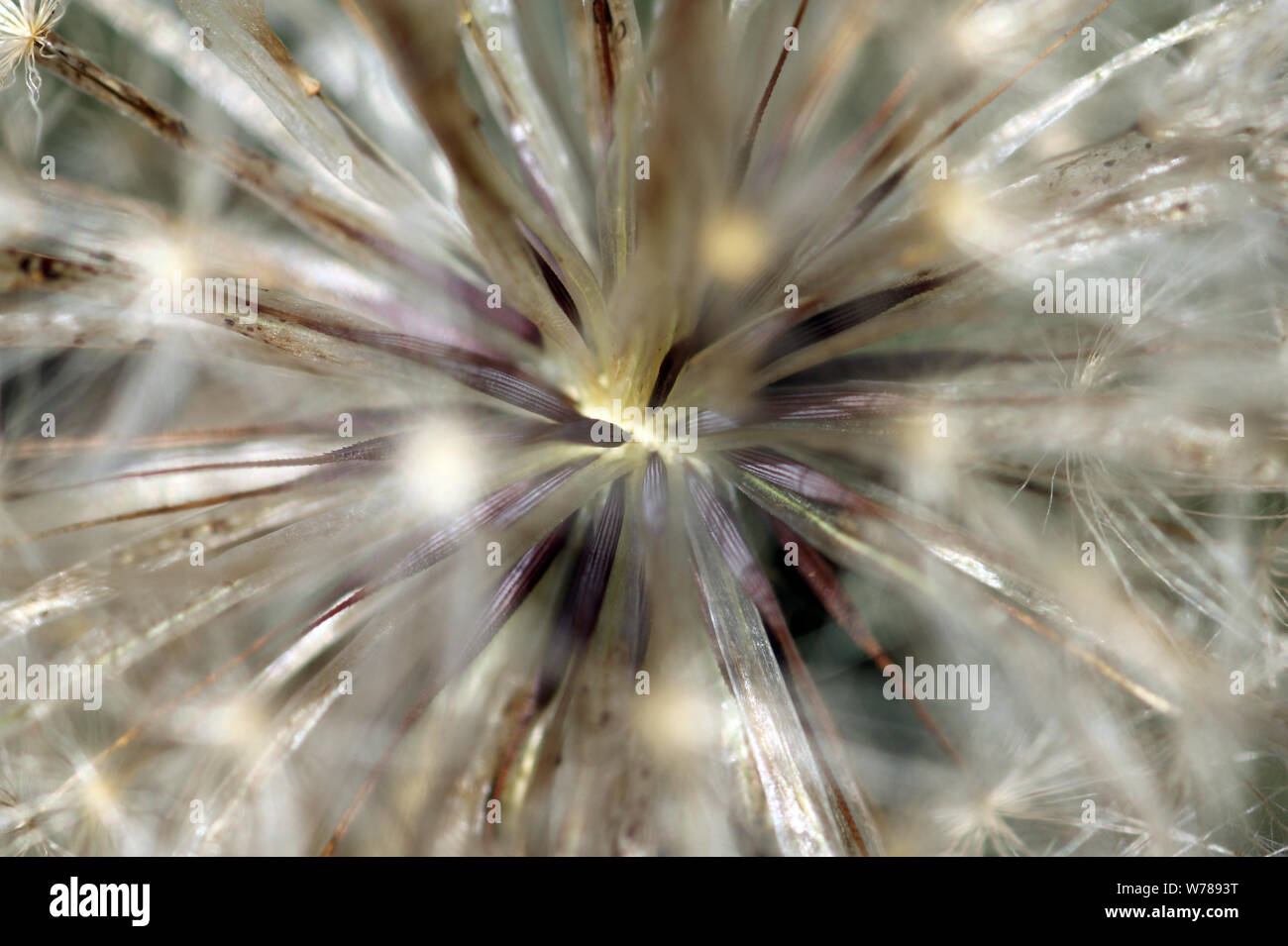 Dandelion shape hi-res stock photography and images - Alamy