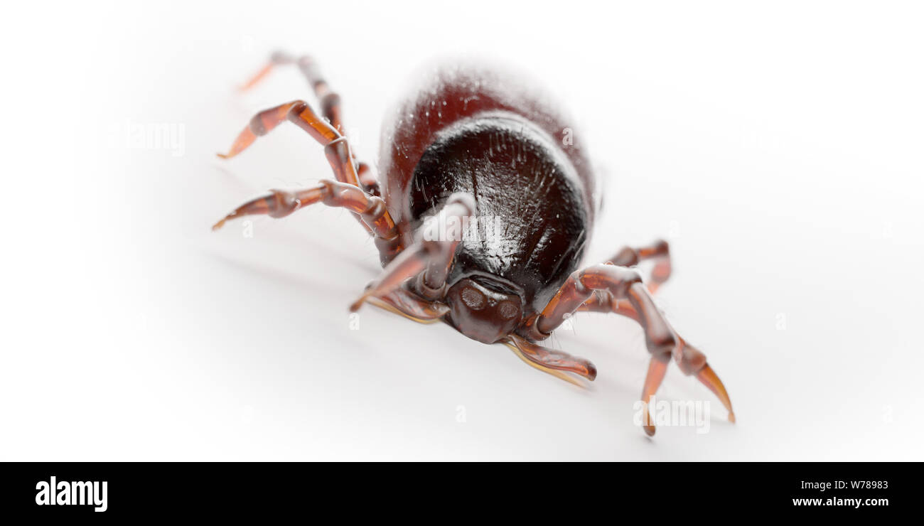 3d rendered illustration of a tick on Stock Photo - Alamy
