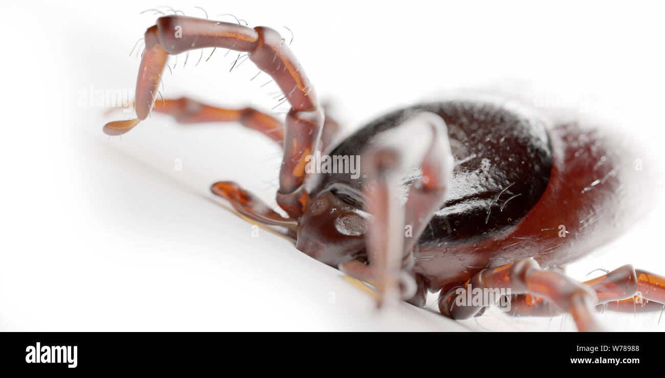 3d rendered illustration of a tick on Stock Photo - Alamy