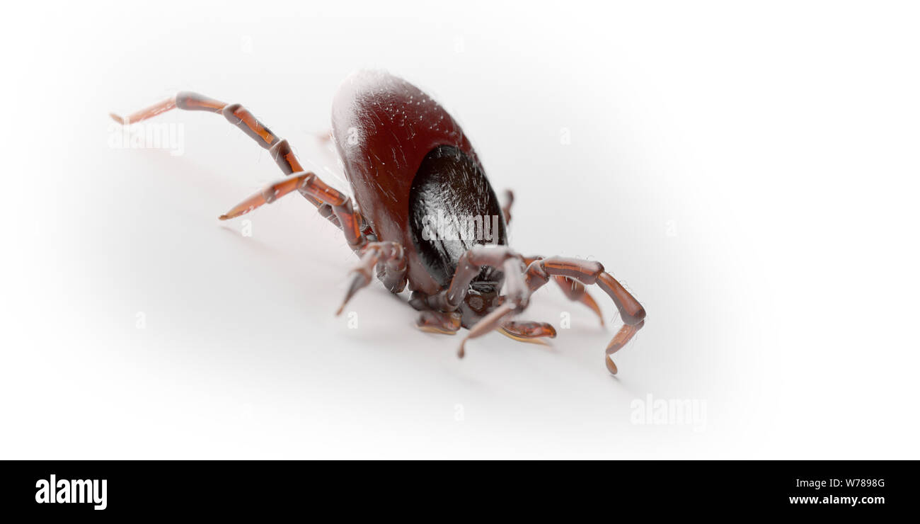 3d rendered illustration of a tick on Stock Photo - Alamy