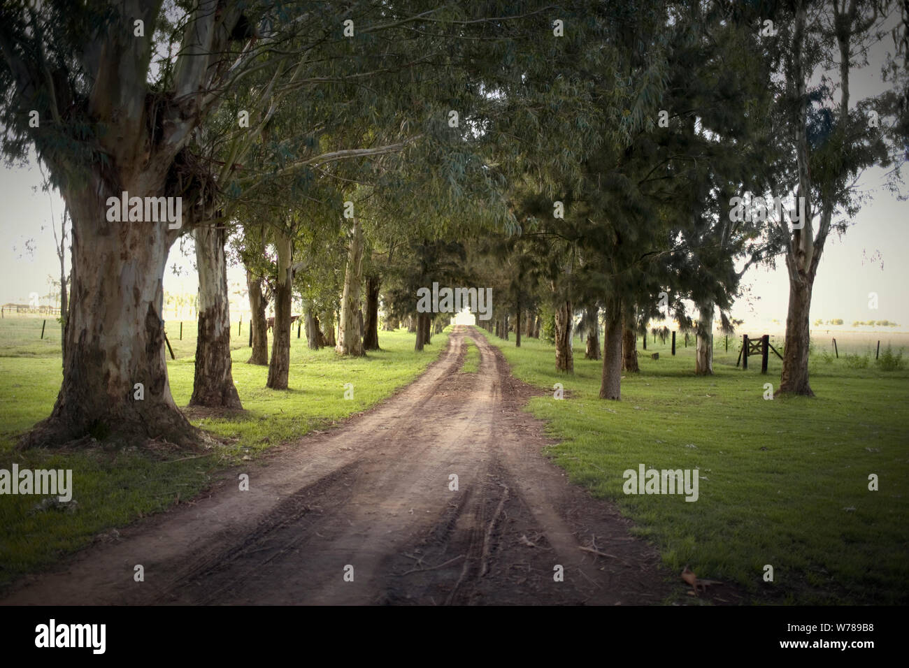 Front view of a road amid vegetation Stock Photo - Alamy