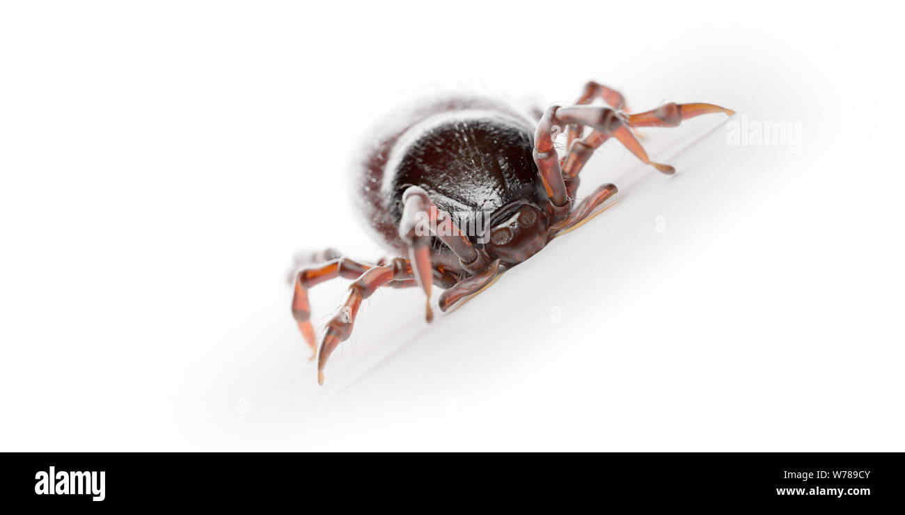 3d rendered illustration of a tick on Stock Photo - Alamy