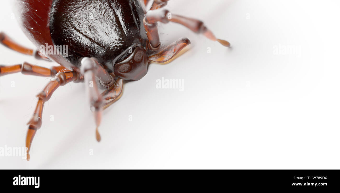 3d rendered illustration of a tick on Stock Photo - Alamy