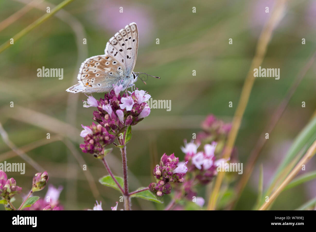 Common blue butterfly (Polyommatus icarus) upper wings blue (male ...