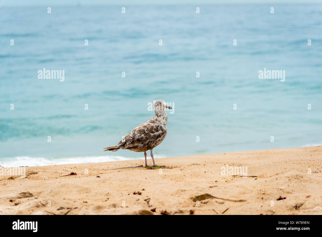 Seagull isolated at the ocean-side Stock Photo - Alamy