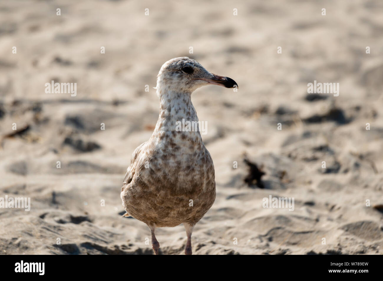 Seagull isolated at the ocean-side Stock Photo - Alamy