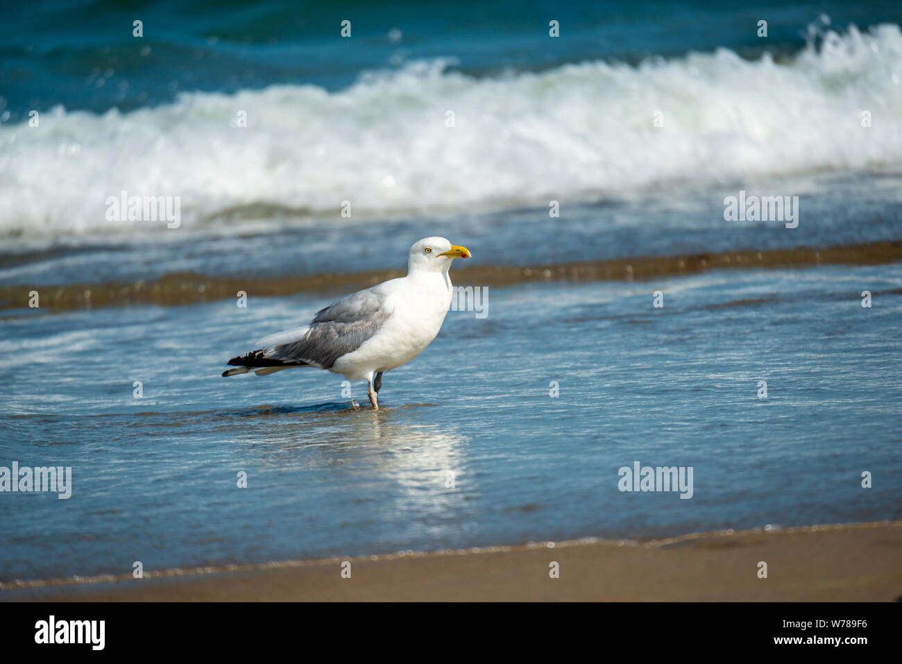 Seagull isolated at the ocean-side Stock Photo - Alamy
