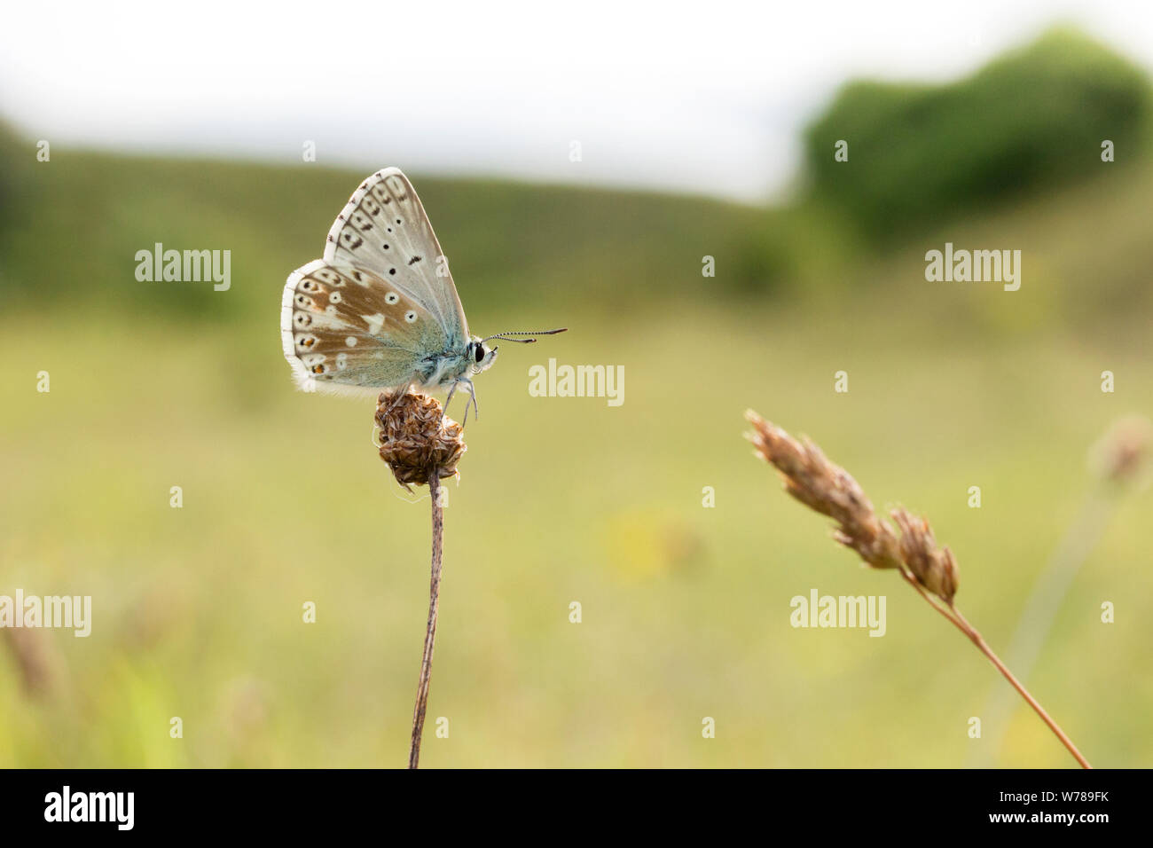 Common blue butterfly (Polyommatus icarus) upper wings blue (male ...
