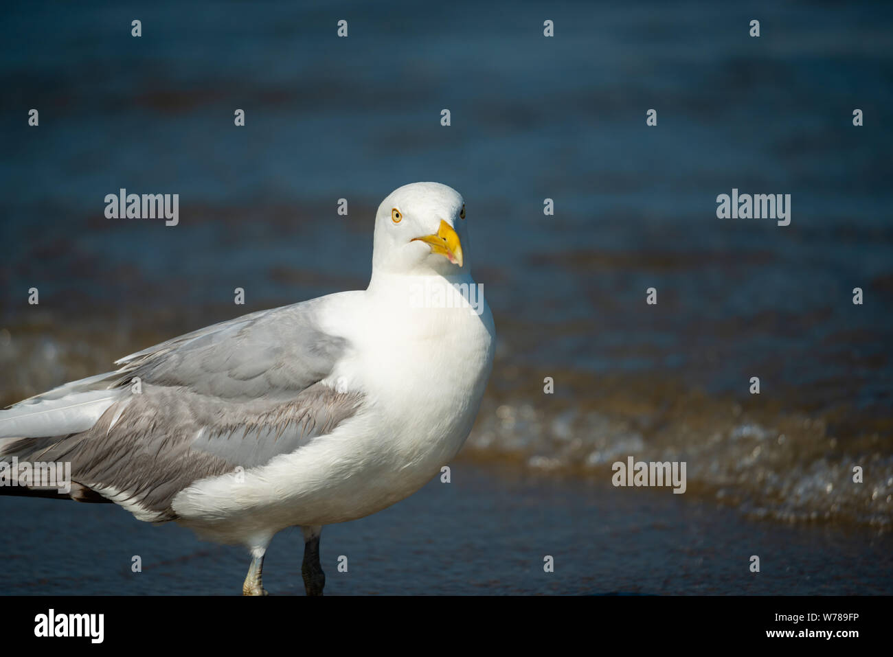 Seagull isolated at the ocean-side Stock Photo - Alamy