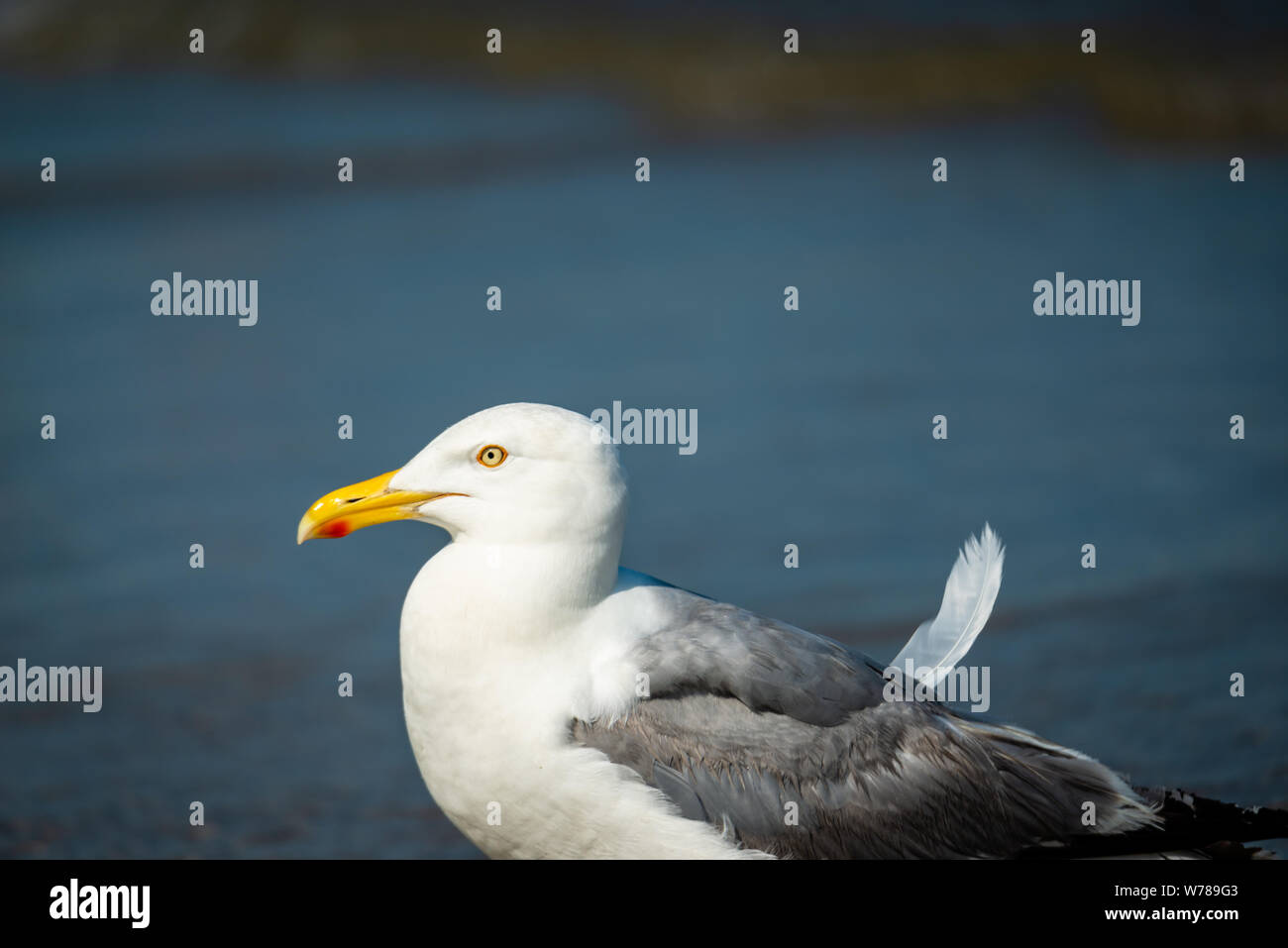 Seagull isolated at the ocean-side Stock Photo - Alamy