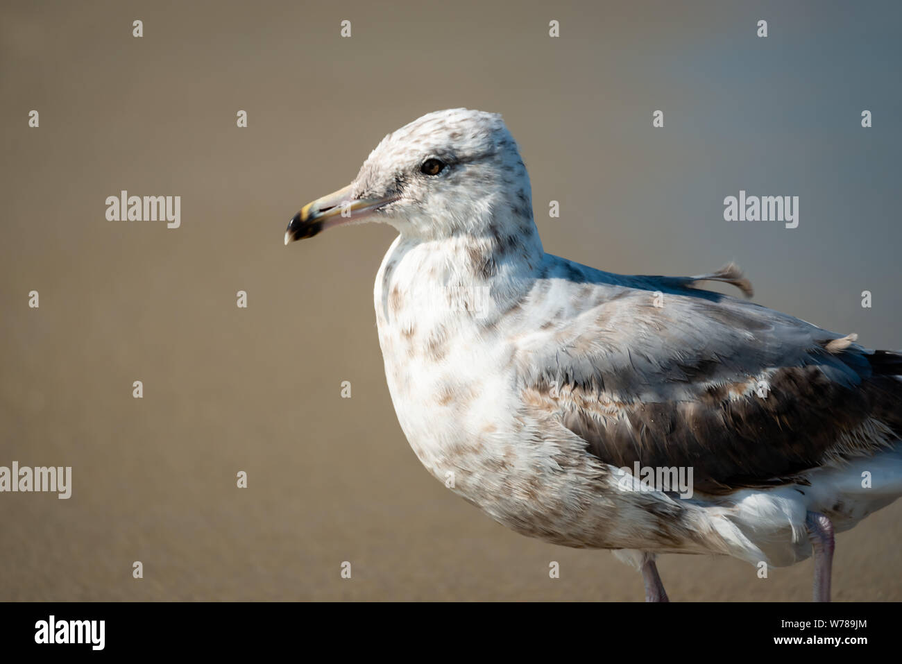 Seagull isolated at the ocean-side Stock Photo - Alamy
