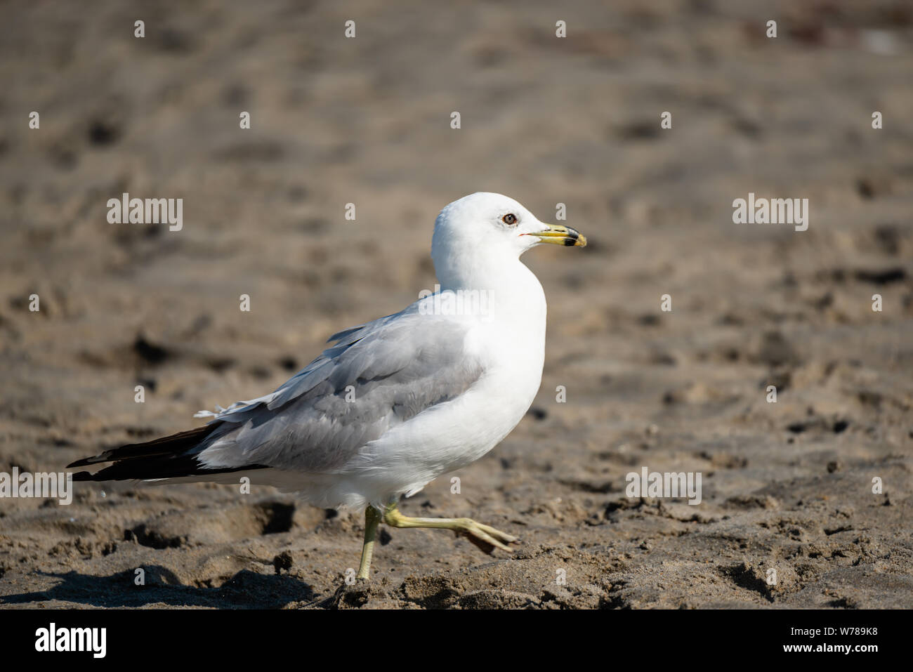 Seagull isolated at the ocean-side Stock Photo - Alamy